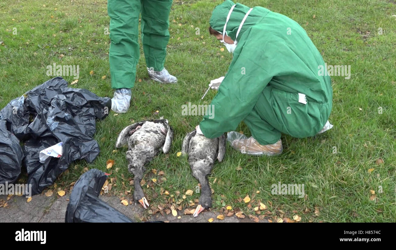 Dead geese hi-res stock photography and images - Alamy