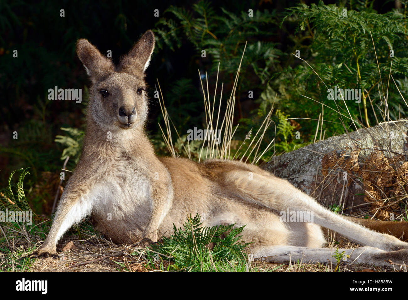Eastern Grey Kangaroo (Macropus giganteus) female reclining ...