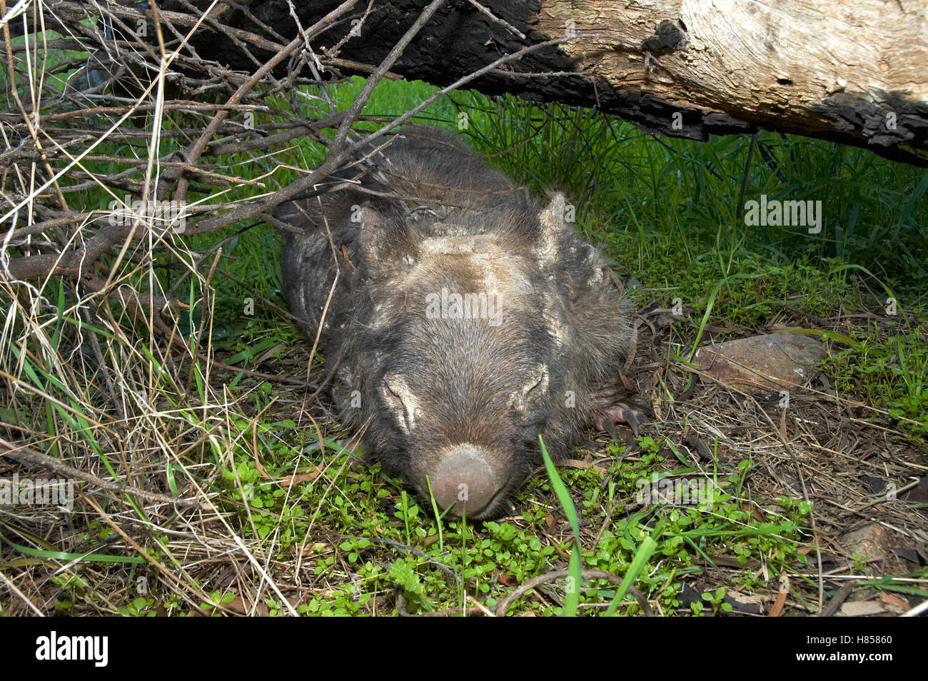 Common Wombat (Vombatus ursinus) with sarcoptic skin mange, which will ...