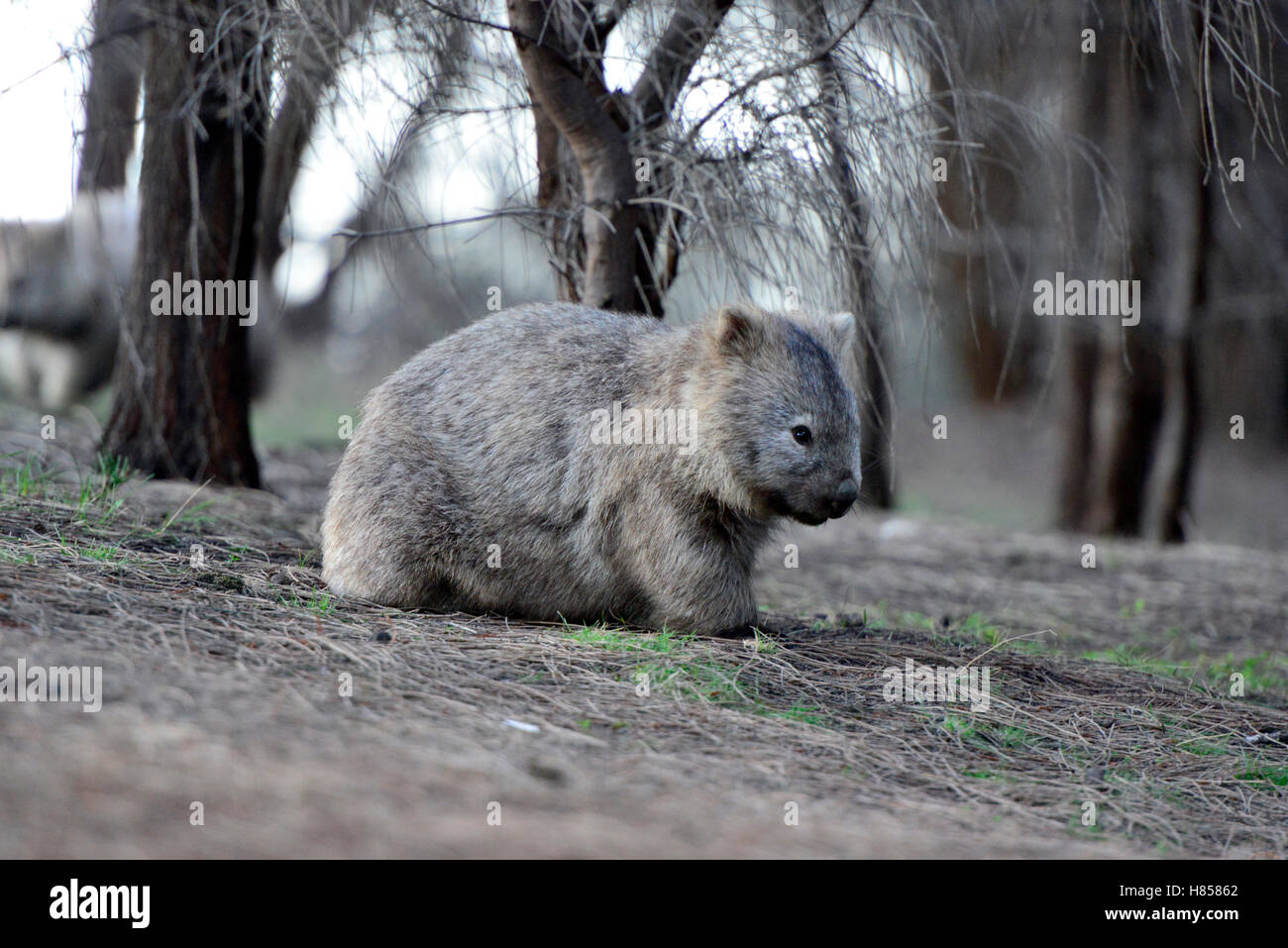 Common Wombat (Vombatus ursinus) at forest edge, Maria Island National ...