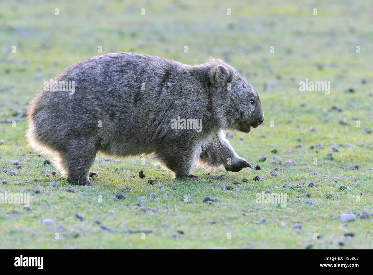 Common Wombat (Vombatus ursinus) on lawn, Maria Island National Park ...