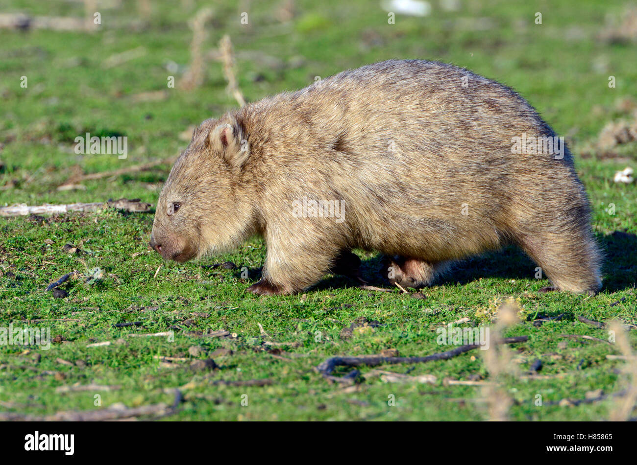 Common Wombat (Vombatus ursinus) mother with bulging pouch full of ...