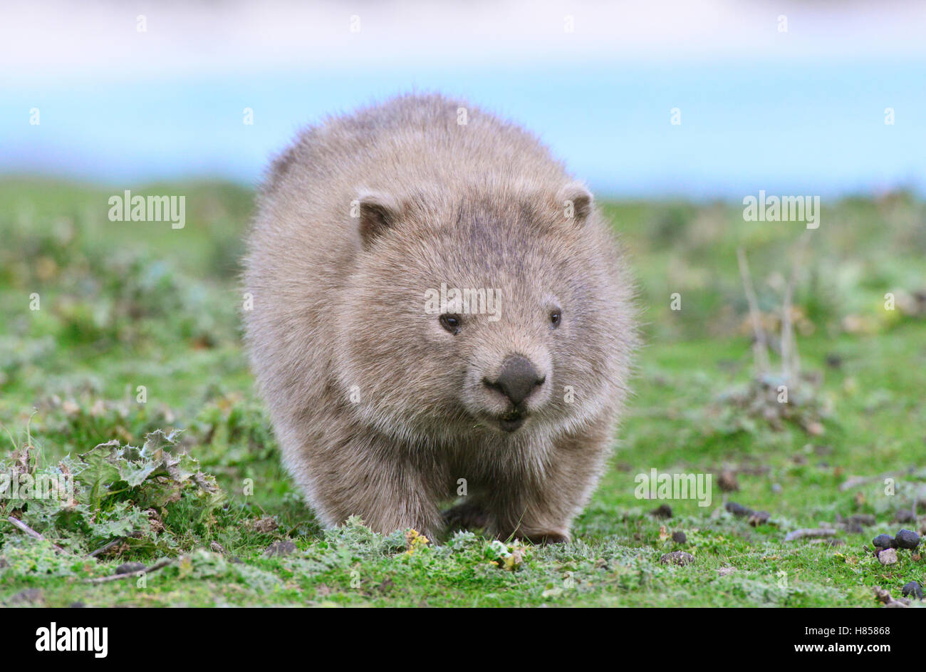 Common Wombat (Vombatus ursinus) on lawn, Maria Island National Park ...