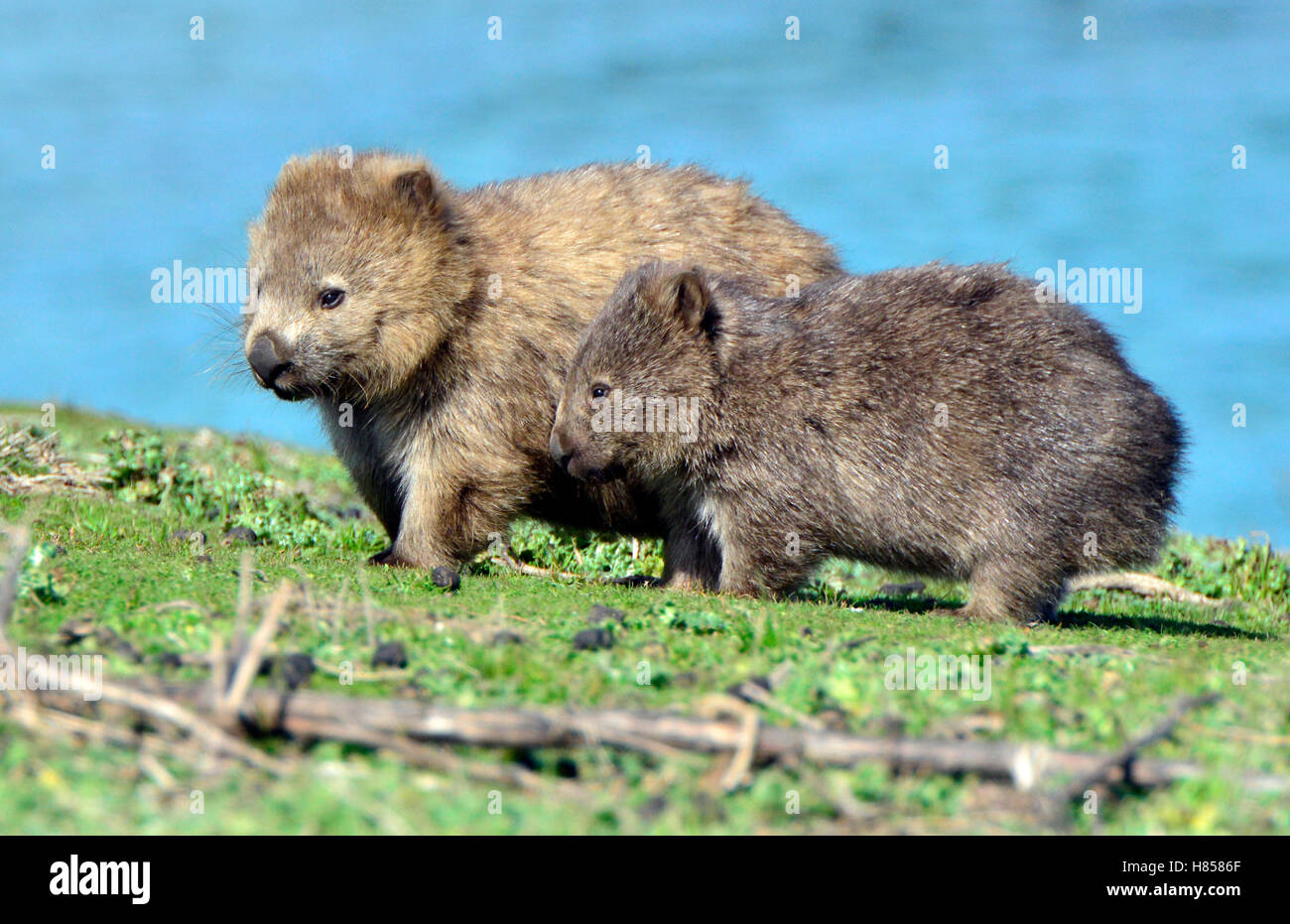 Common Wombat (Vombatus ursinus) mother and joey, Maria Island National ...