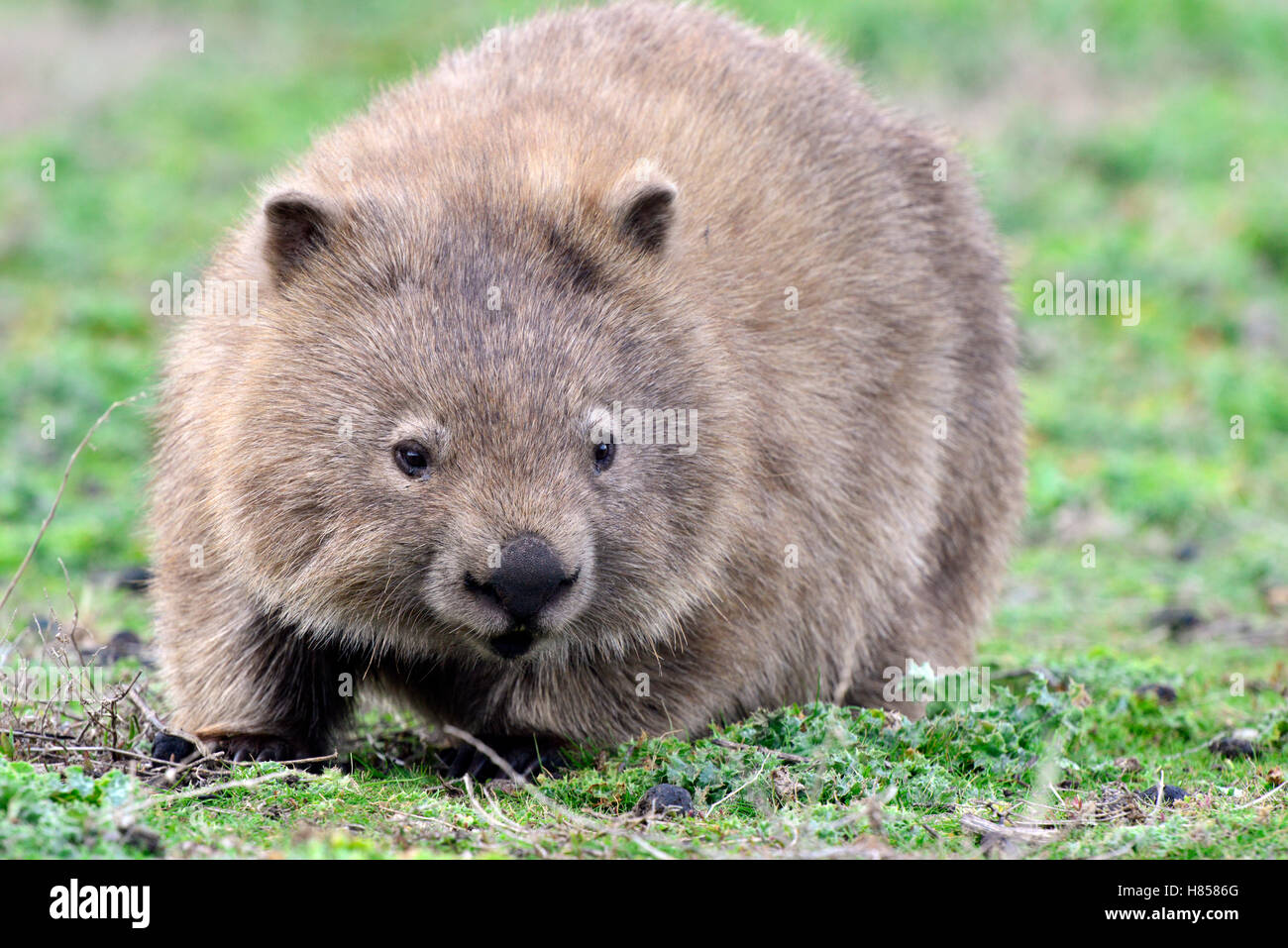 Common Wombat (Vombatus ursinus) on lawn, Maria Island National Park ...