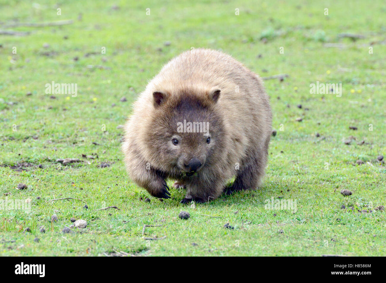 Common Wombat (Vombatus ursinus) on lawn, Maria Island National Park ...