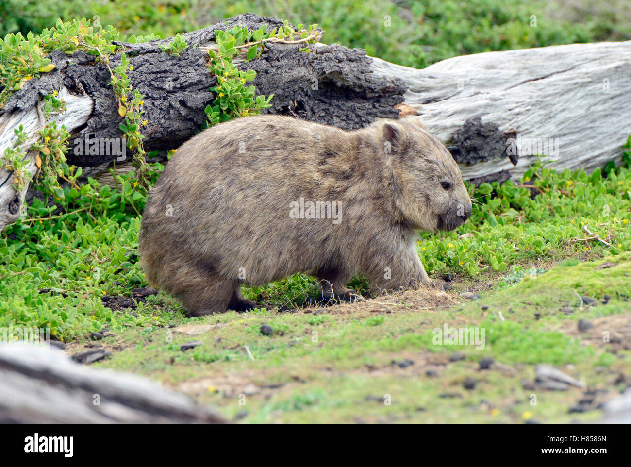 Common Wombat (Vombatus ursinus) on lawn, Maria Island National Park ...