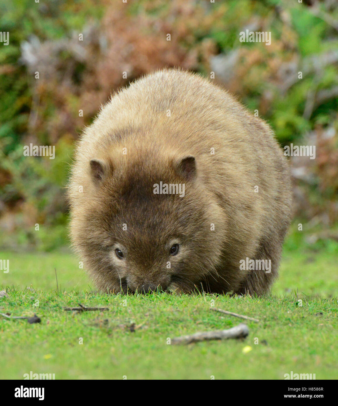 Common Wombat (Vombatus ursinus) grazing on lawn, Maria Island National ...