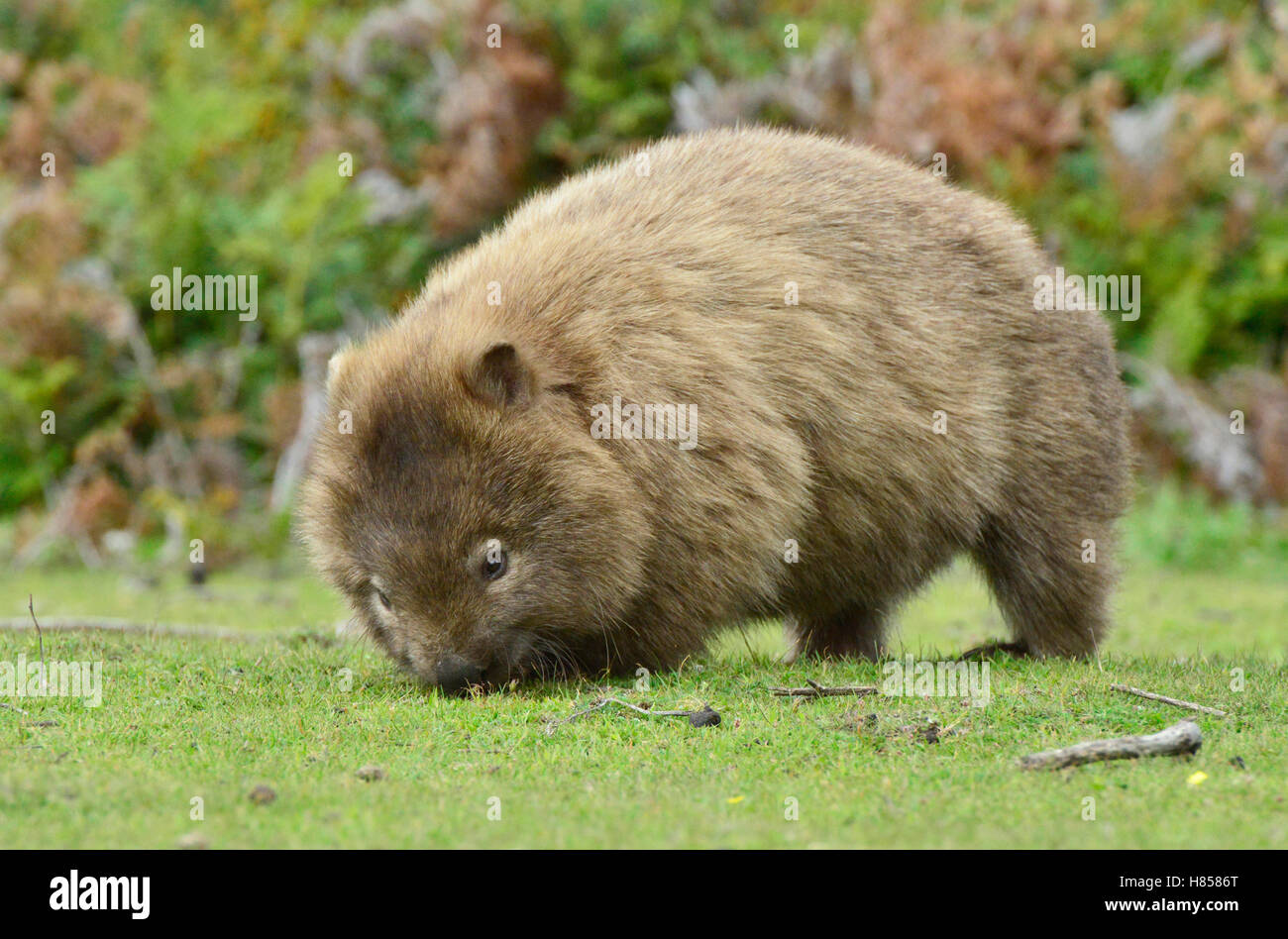 Common Wombat (Vombatus ursinus) grazing on lawn, Maria Island National ...