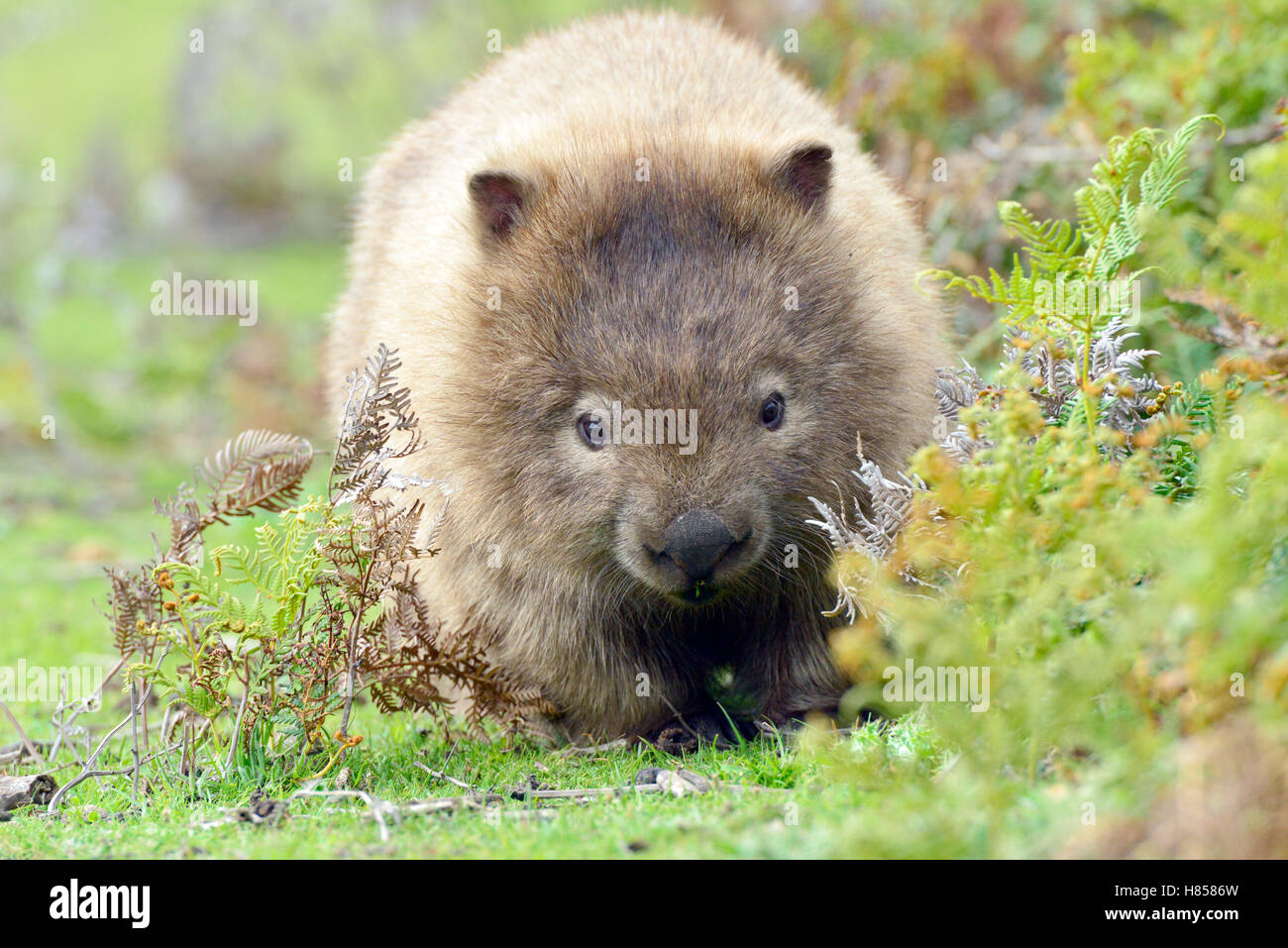 Common Wombat (Vombatus ursinus) on lawn, Maria Island National Park ...