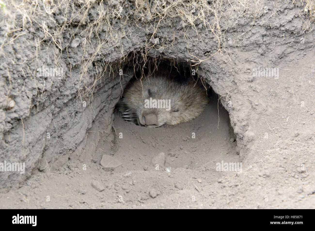 Common Wombat (Vombatus ursinus) sleeping at burrow entrance, Maria ...