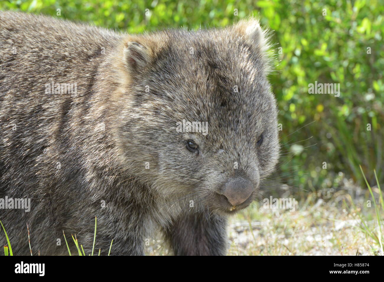 Wombat victoria australia hi-res stock photography and images - Alamy