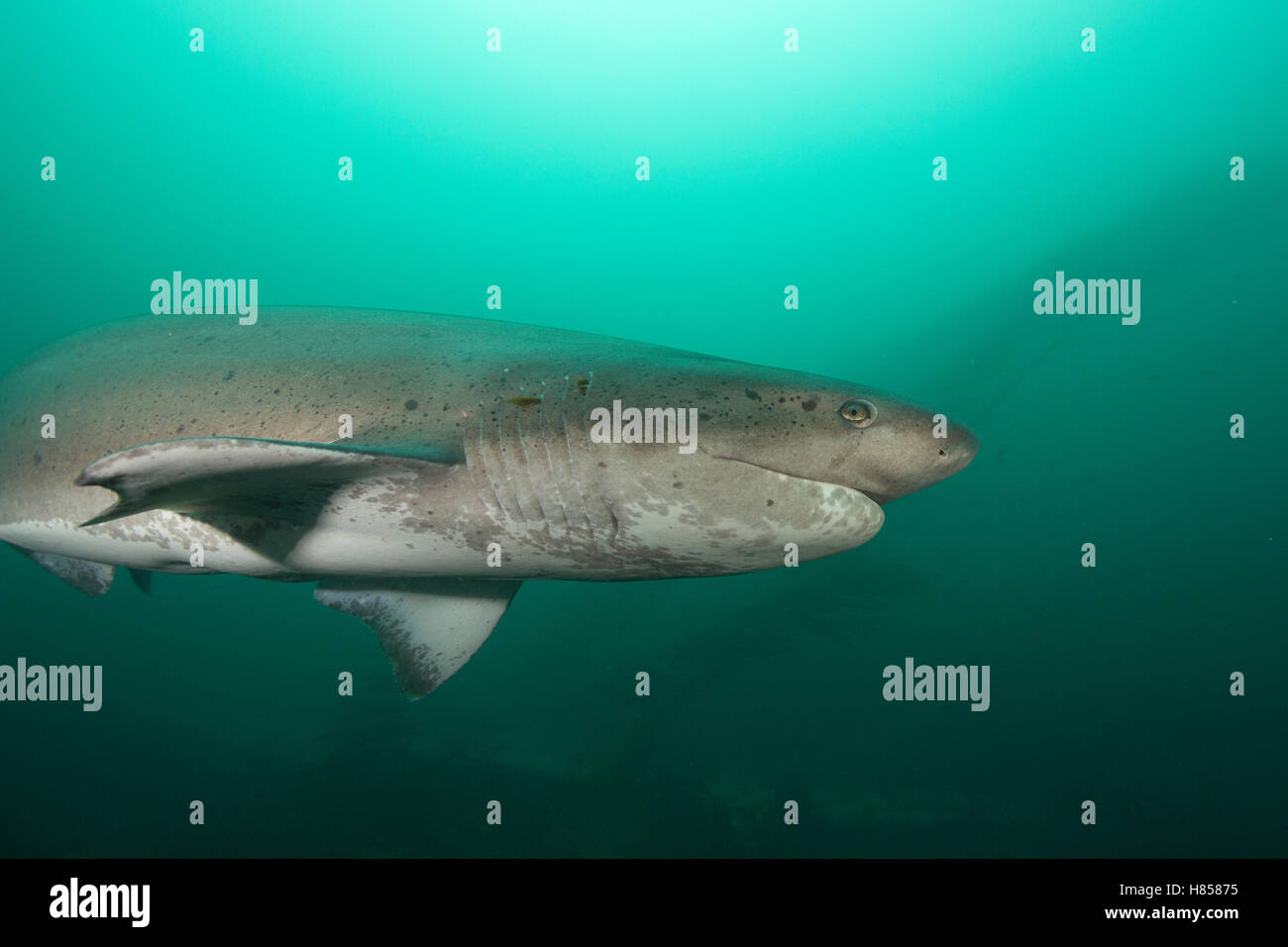 Spotted Seven-gilled Shark (Notorynchus cepedianus), La Jolla, San ...