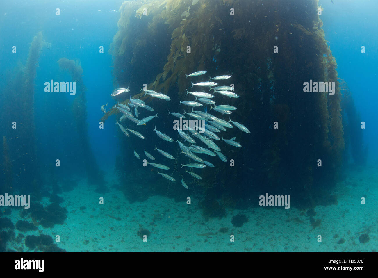 Pacific Mackerel (Scomber japonicus) school in Giant Kelp (Macrocystis ...