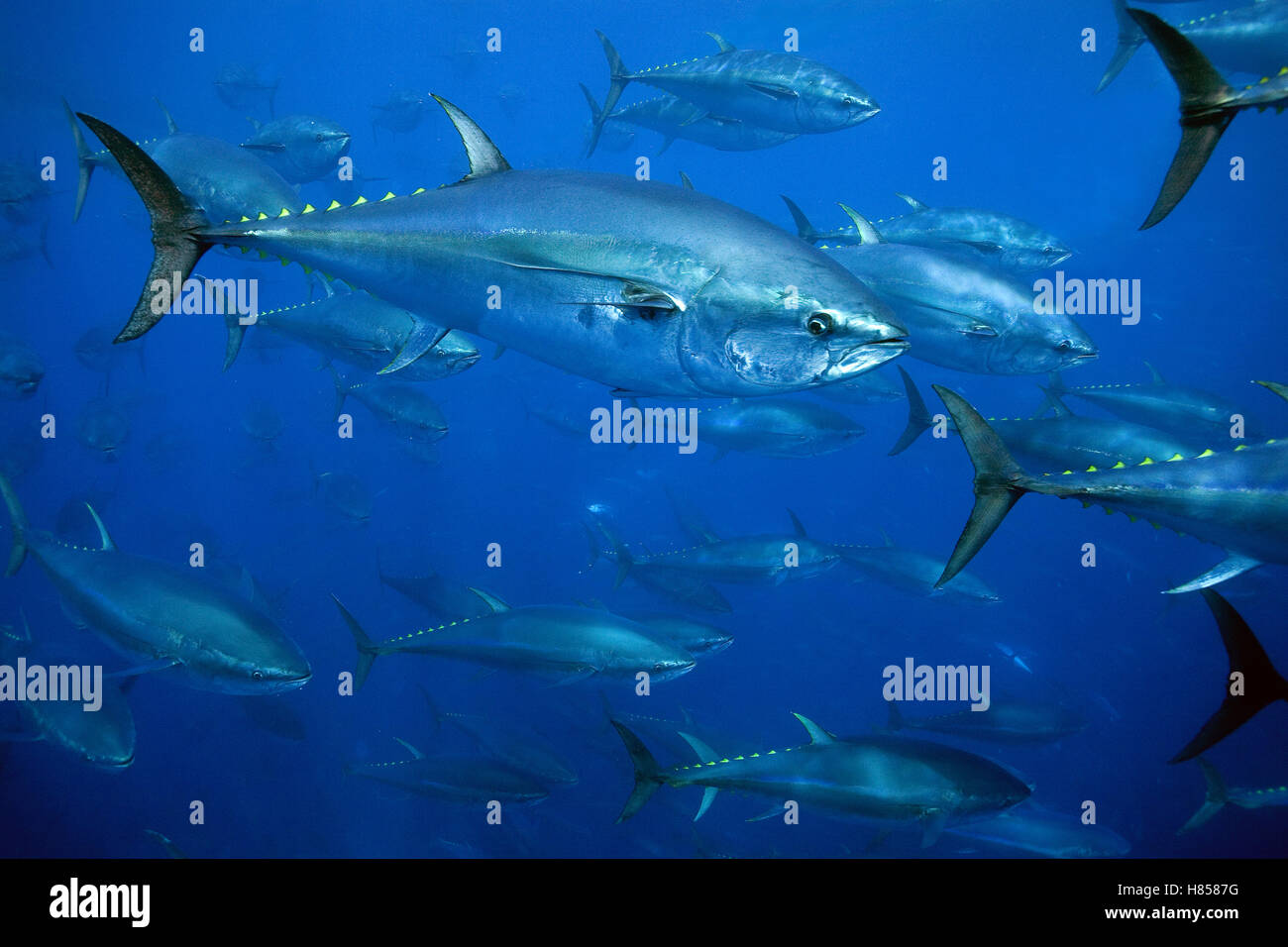 Atlantic Bluefin Tuna (Thunnus thynnus) school, Turkey Stock Photo - Alamy