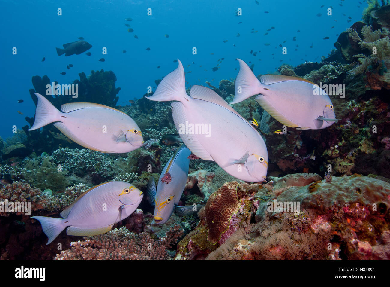 Elongate Surgeonfish (Acanthurus mata) school being cleaned by juvenile ...