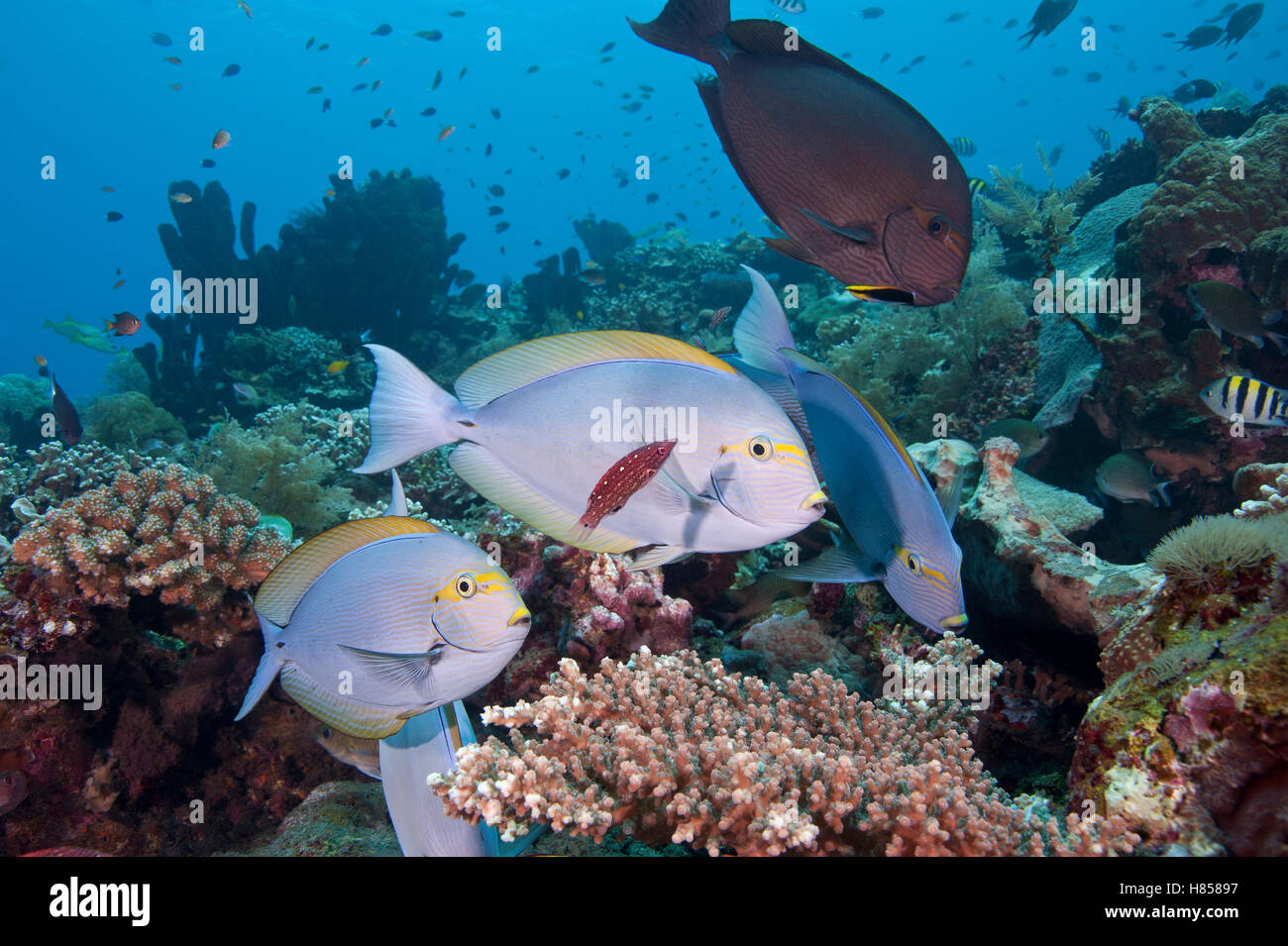 Elongate Surgeonfish (Acanthurus mata), light and dark morphs, being ...