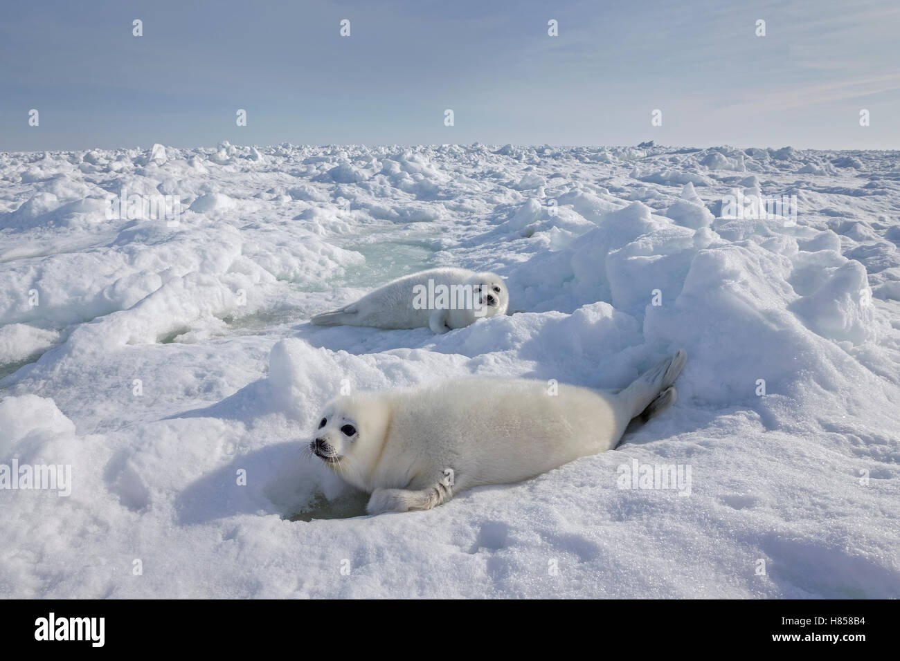 Harp Seal (Phoca groenlandicus) pups camouflaged on ice, Magdalen Islands, Gulf of Saint ...