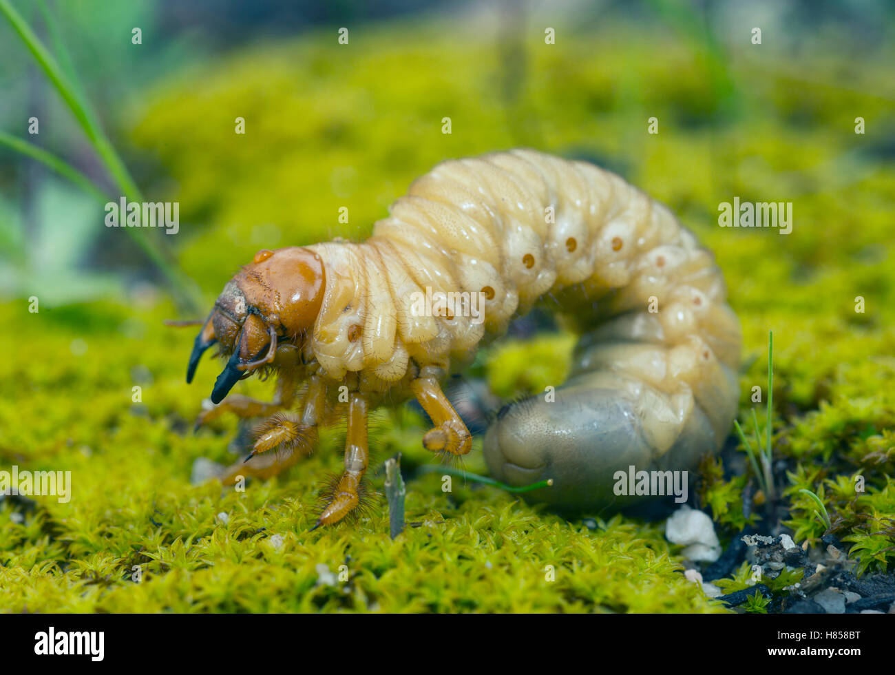 Moth larva, Western Australia, Australia Stock Photo - Alamy