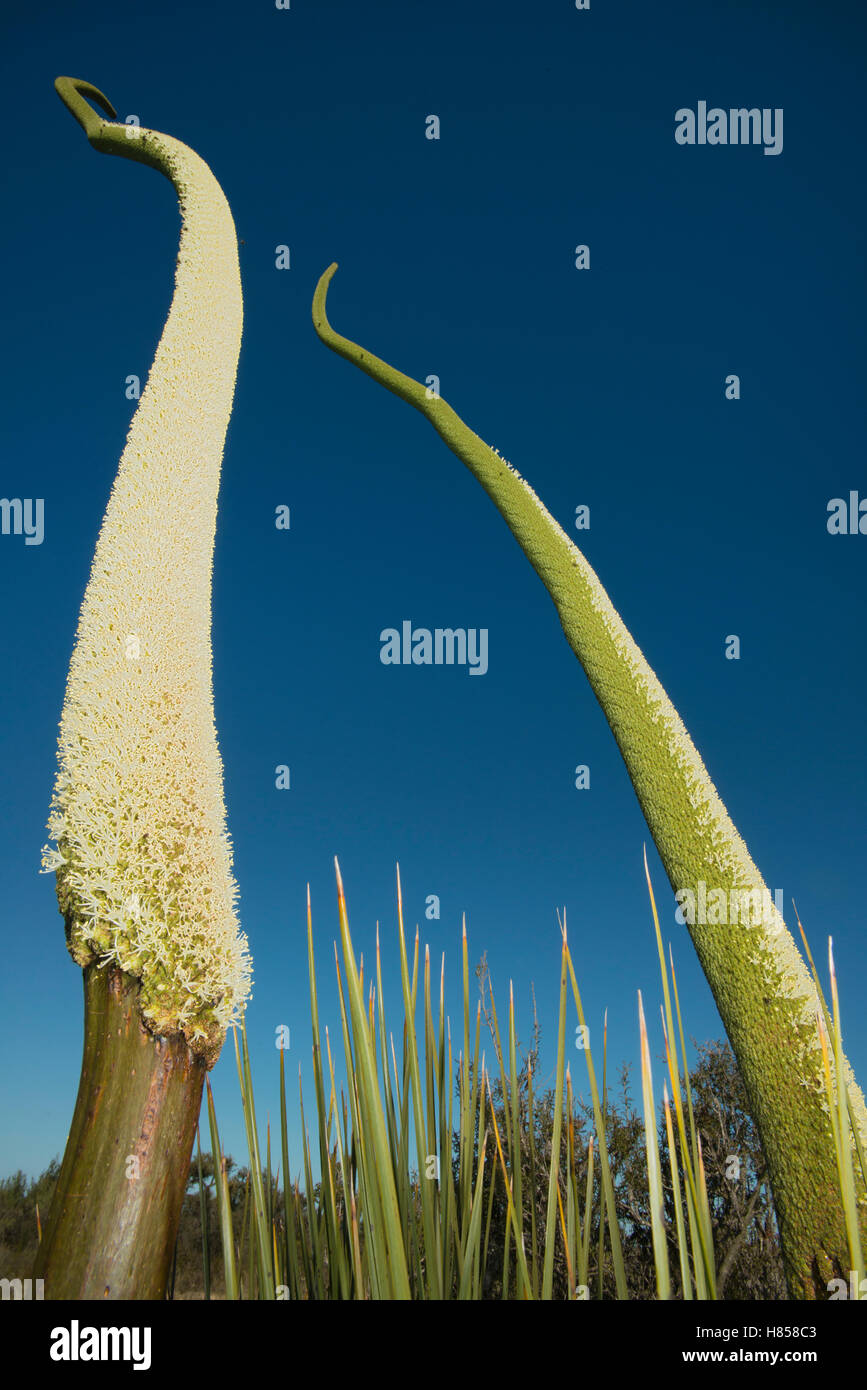 Grass Tree (Xanthorrhoea preissii) flower stalks, Fitzgerald River ...
