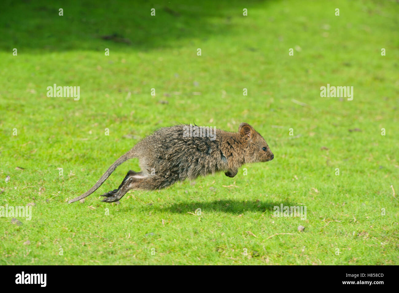Quokka (Setonix brachyurus) joey hopping, Rottnest Island, Perth ...