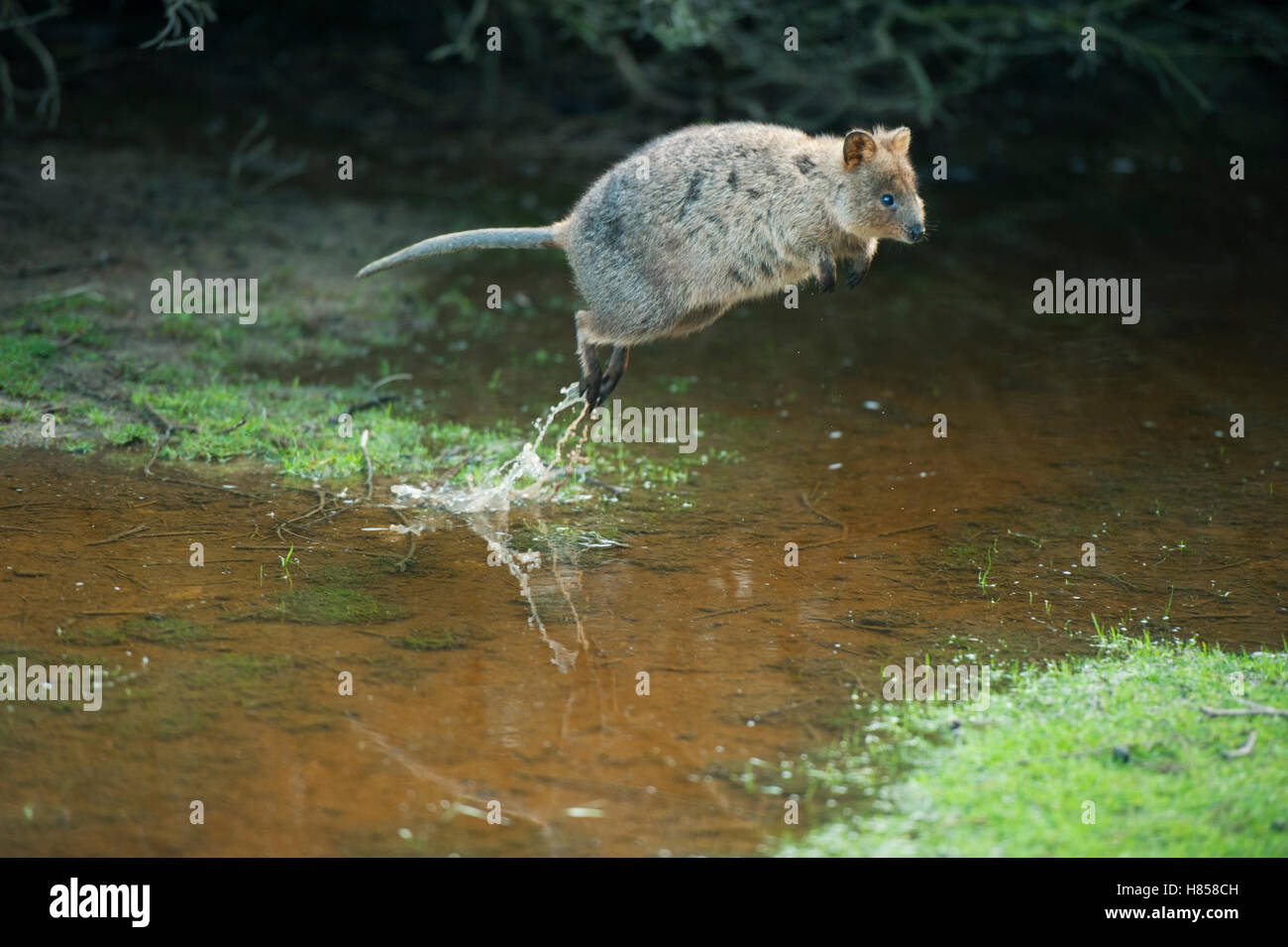 Quokka (Setonix brachyurus) hopping over creek, Rottnest Island, Perth ...