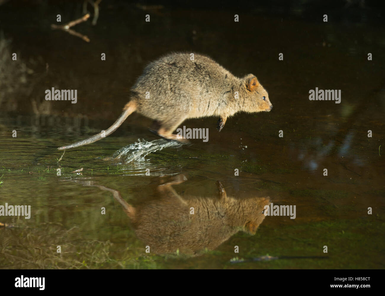 Quokka (Setonix brachyurus) hopping through water, Rottnest Island ...