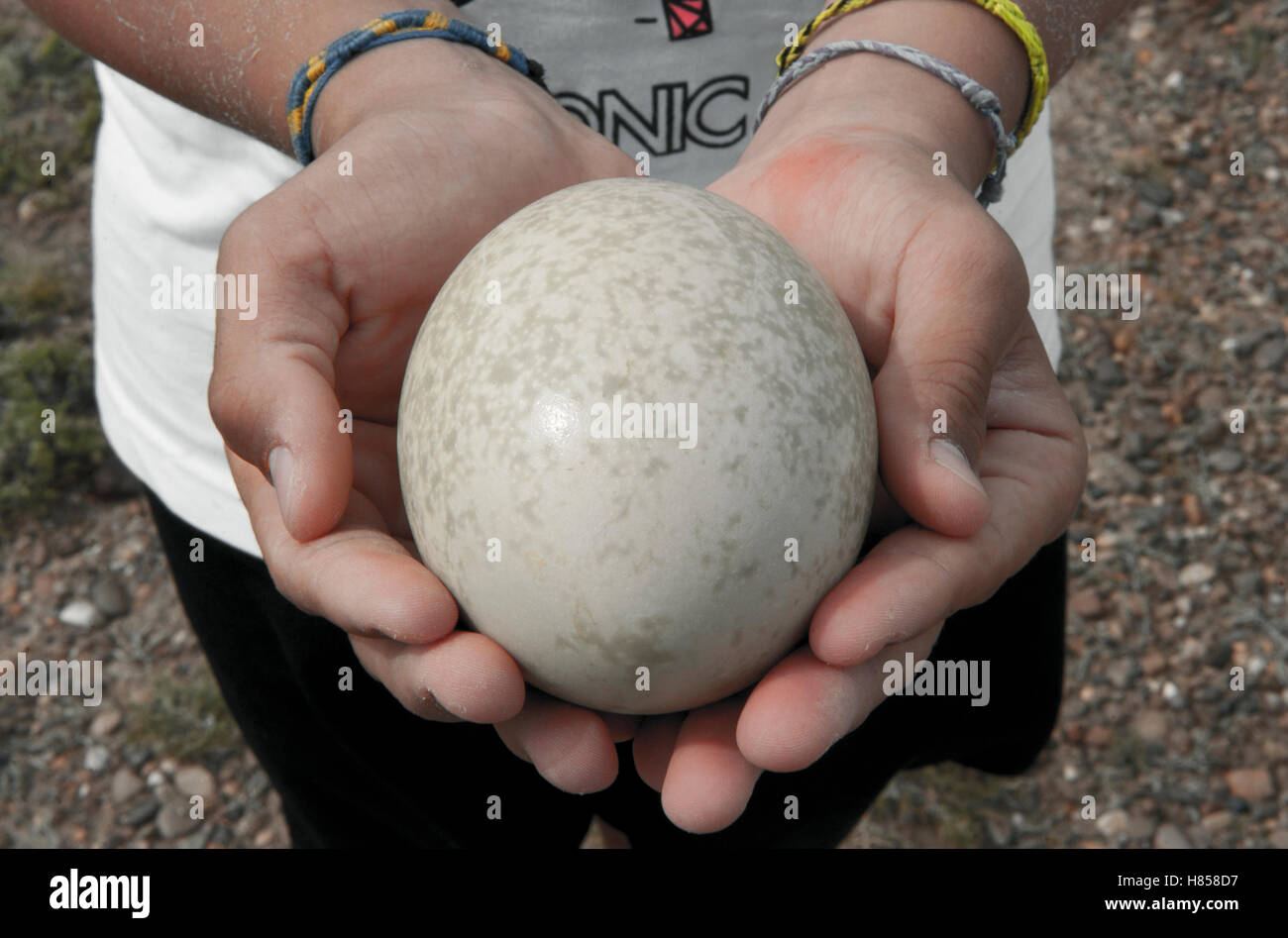 Lesser Rhea (Rhea pennata) egg collected from nest, Puerto Deseado ...