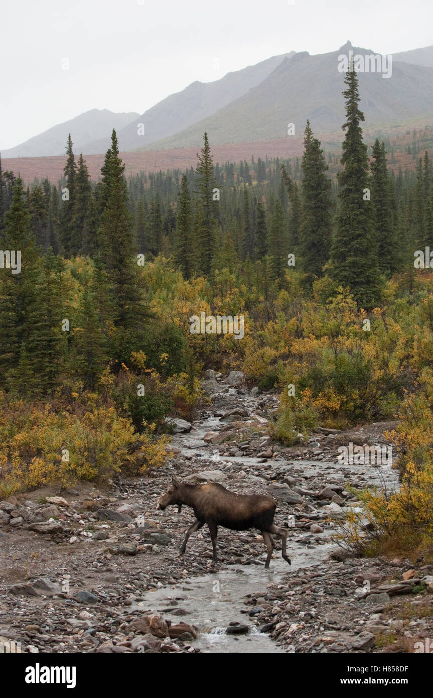 Alaska Moose (Alces alces gigas) female crossing stream in taiga ...