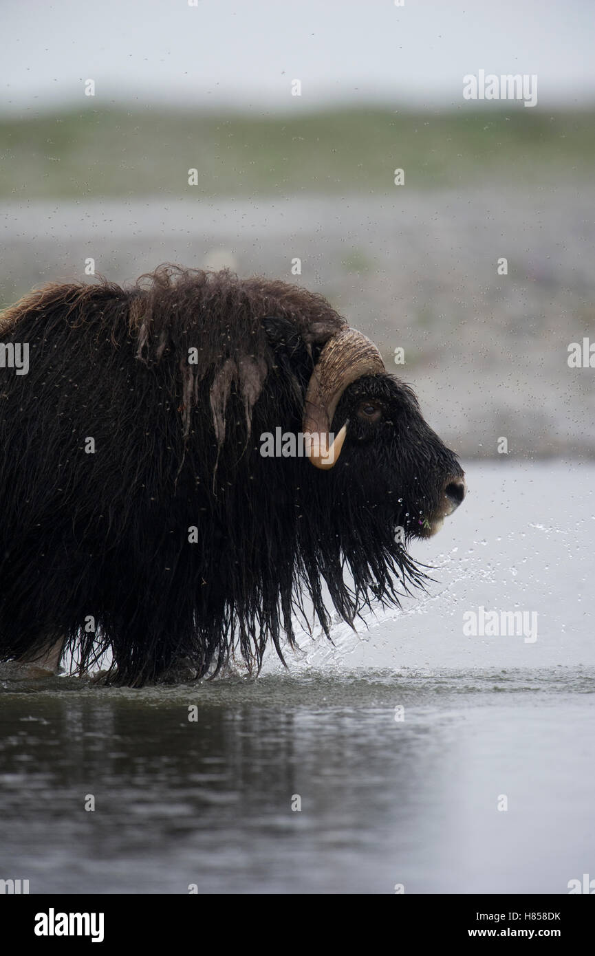 Muskox (Ovibos moschatus) crossing river, Alaska Stock Photo - Alamy