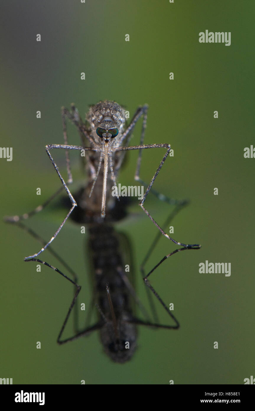 Mosquito (Culicidae) newly hatched female, Alaska Stock Photo - Alamy