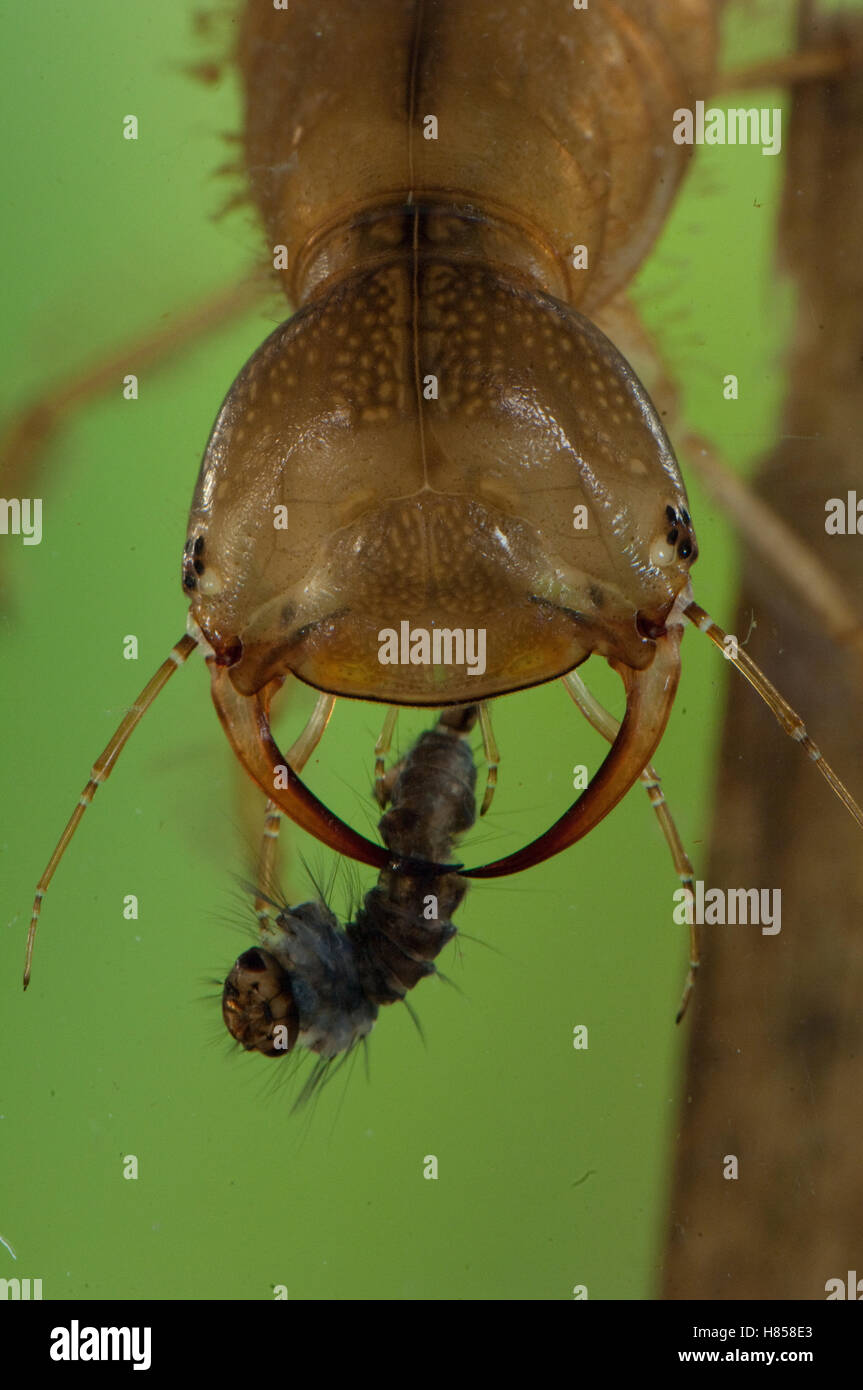 Diving Beetle (Dytiscidae) larva with mosquito larva prey, Alaska Stock ...