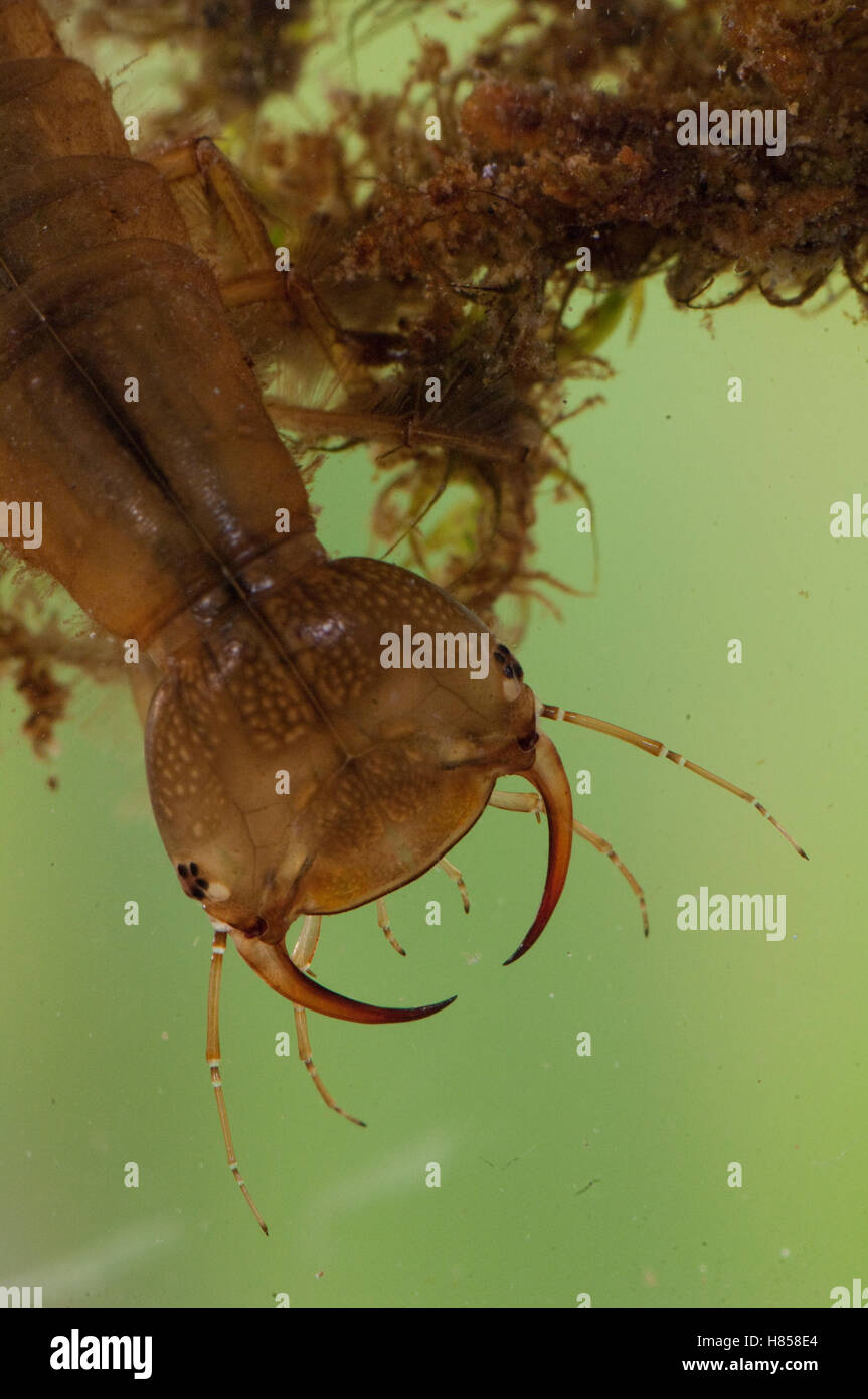 Diving Beetle (Dytiscidae) larva, Alaska Stock Photo - Alamy