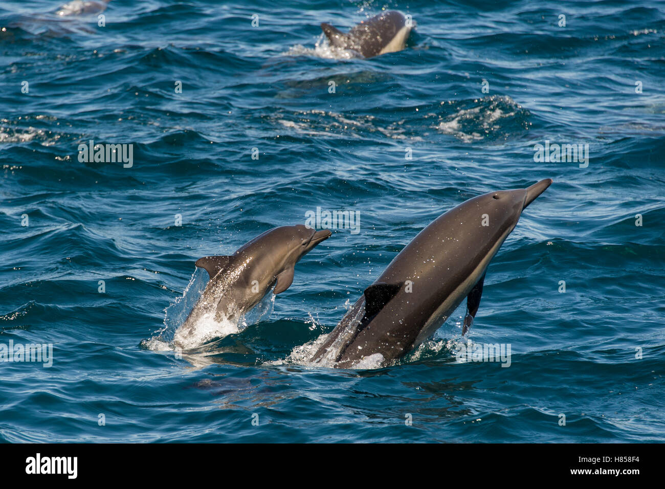 Long-beaked Common Dolphin (Delphinus capensis) mother and calf jumping ...