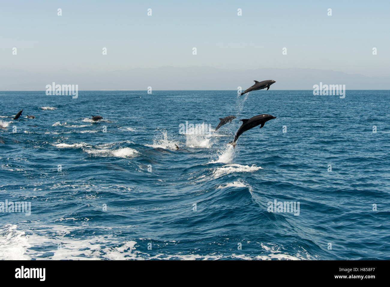 Bottlenose Dolphin (Tursiops truncatus) pod jumping, Baja California, Mexico Stock Photo - Alamy
