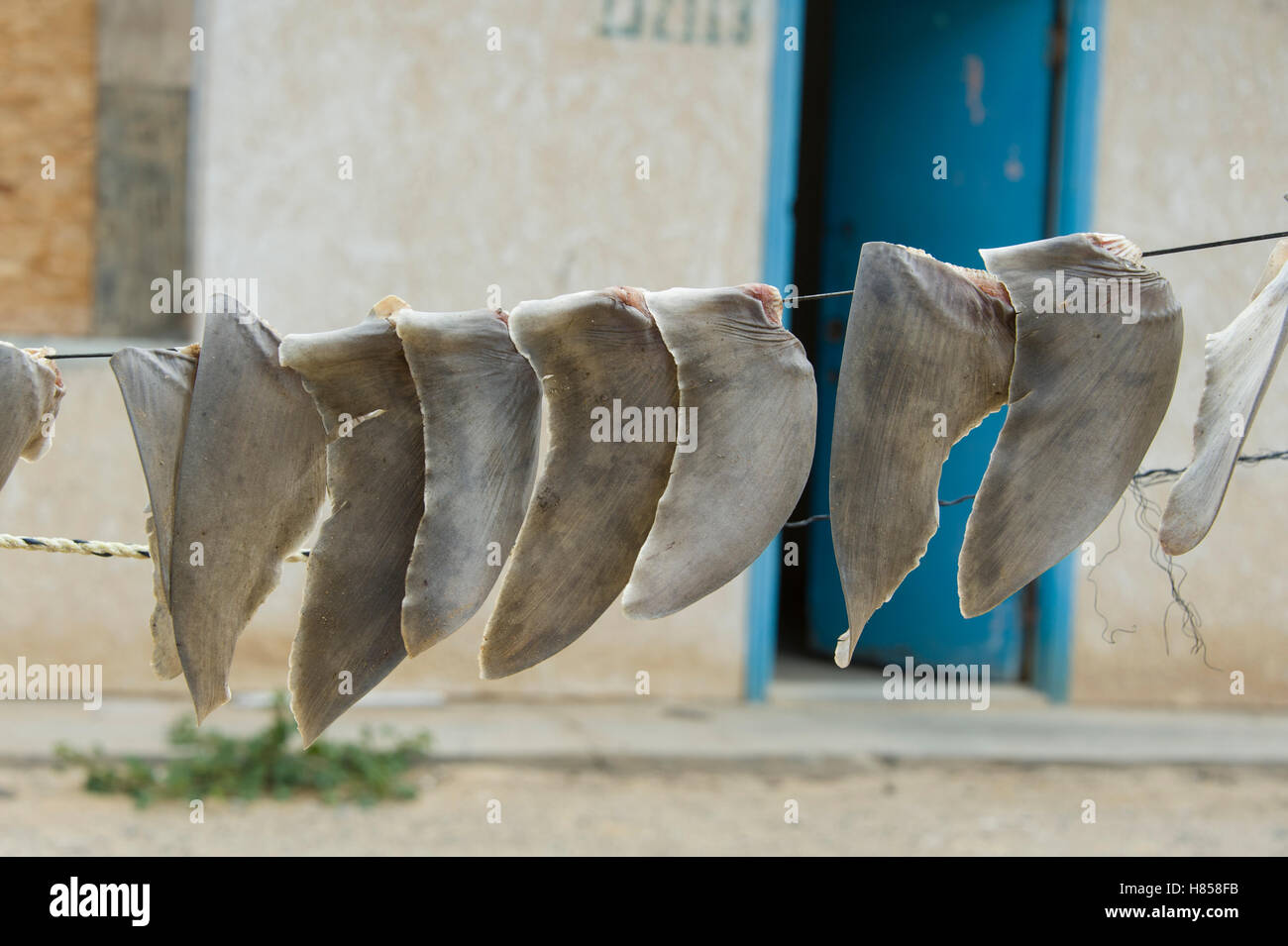 Shark hanging hi-res stock photography and images - Alamy
