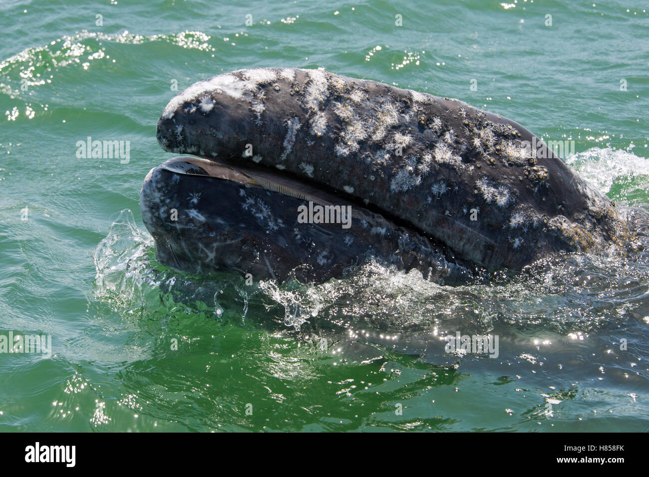 Gray Whale (Eschrichtius robustus) calf surfacing, San Ignacio Lagoon ...