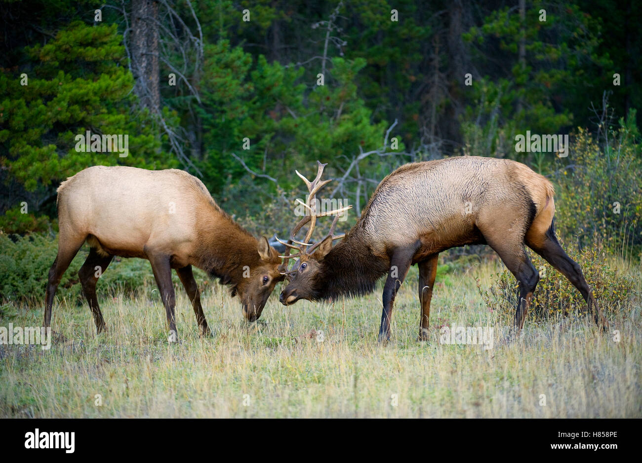 Elk bulls fighting hi-res stock photography and images - Alamy