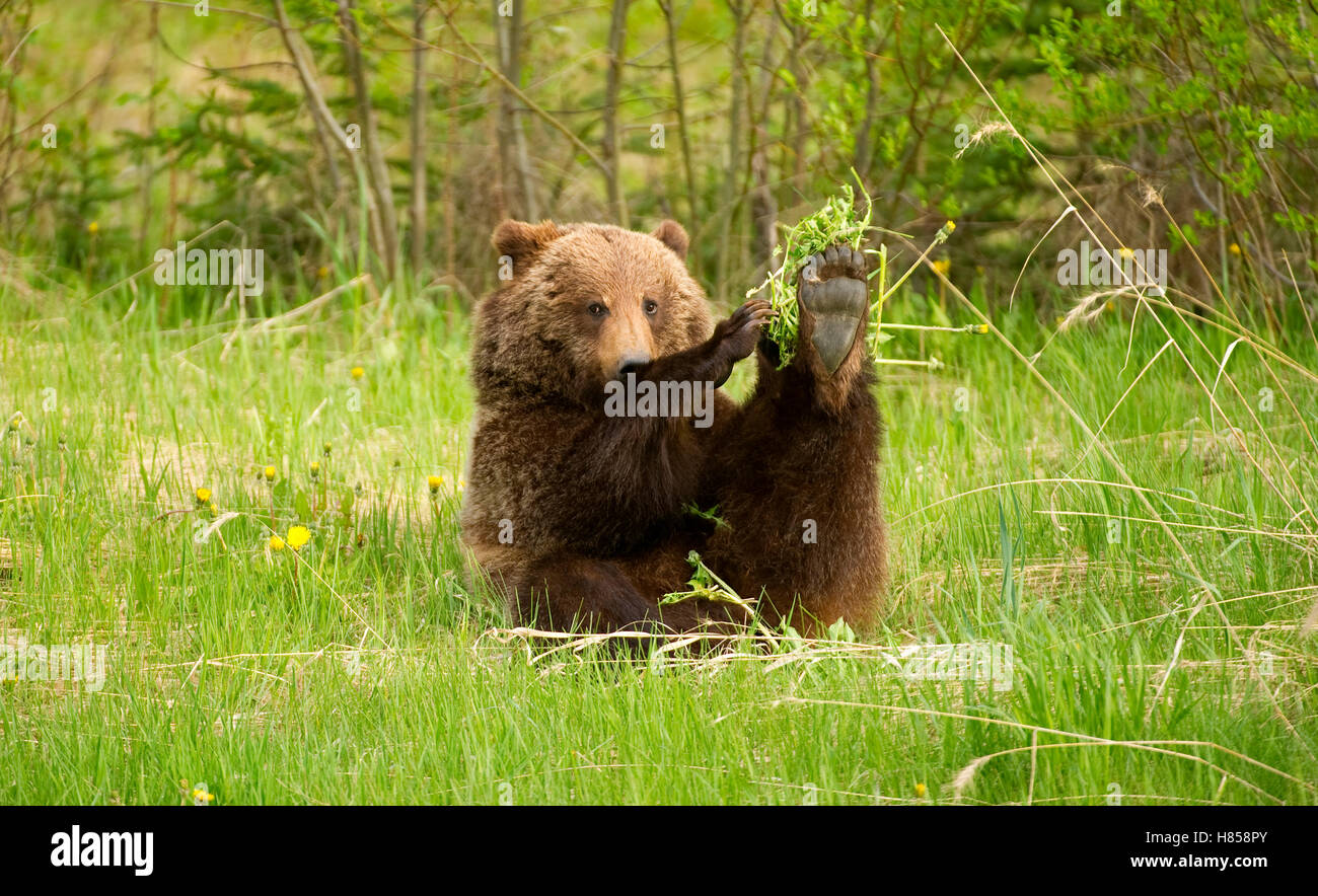 Grizzly Bear (Ursus arctos horribilis) yearling playing with grass ...