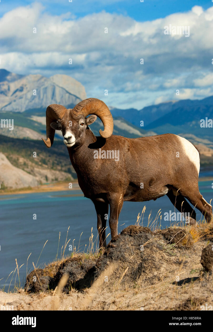 Bighorn Sheep (Ovis canadensis) ram, North America Stock Photo - Alamy