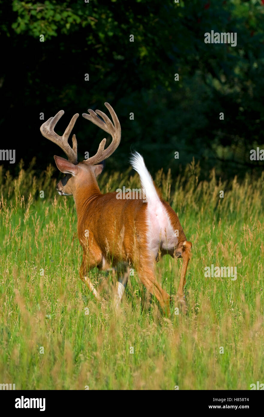 White-tailed Deer (Odocoileus virginianus) buck fleeing with tail ...