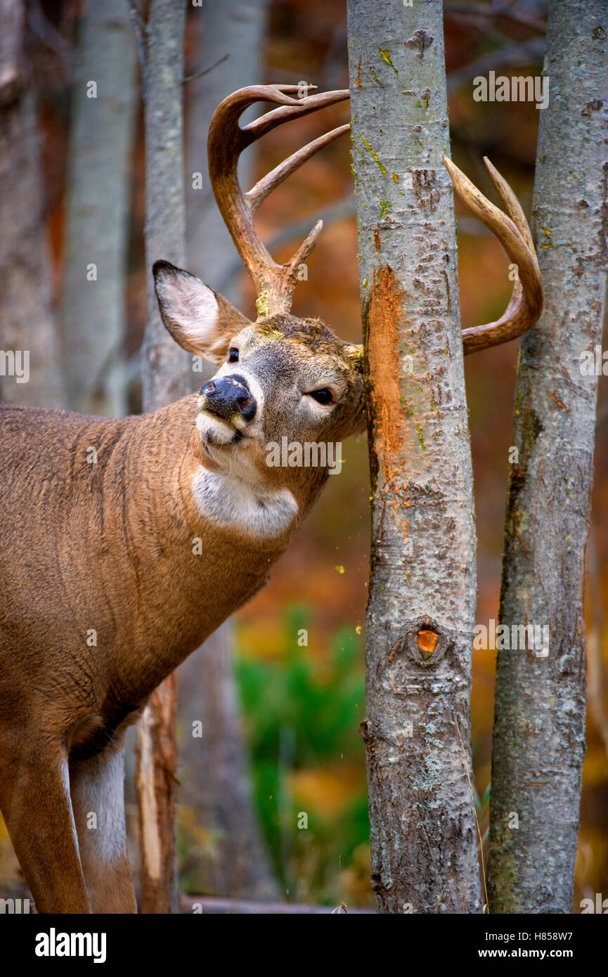 White-tailed Deer (Odocoileus virginianus) buck scent marking tree ...