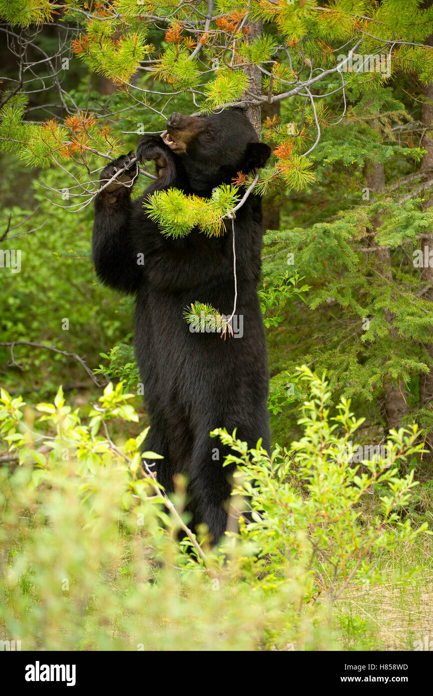 Black Bear (Ursus americanus) scent marking tree by rubbing back, North ...