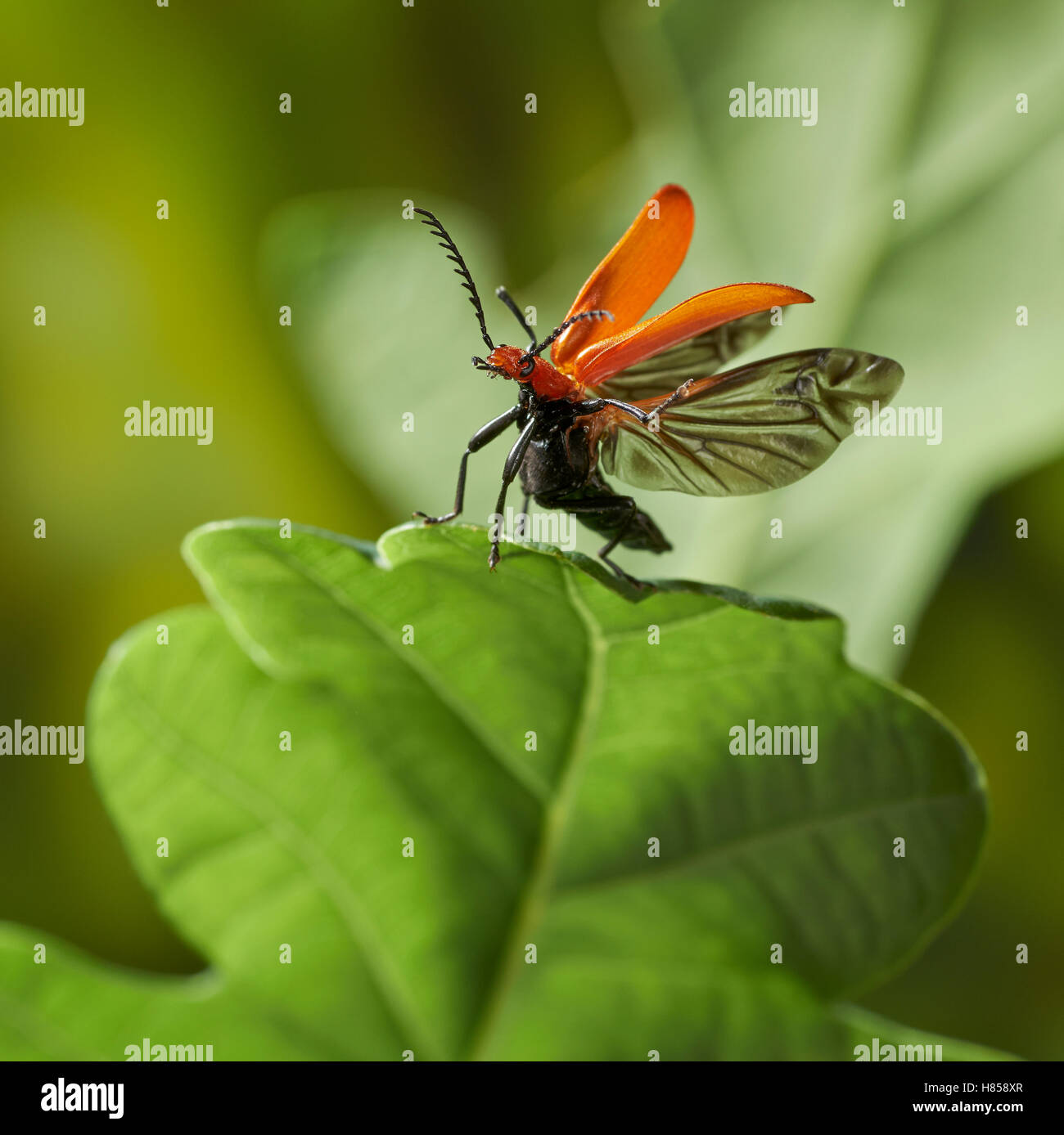 Red-headed Cardinal Beetle (Pyrochroa serraticornis) taking off, Sussex ...