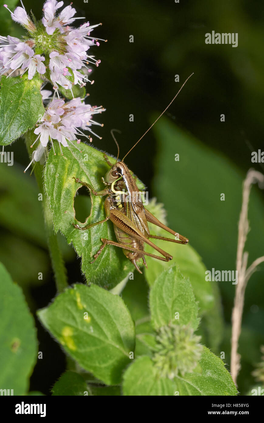 Roesel's Bush-cricket (Metrioptera roeseli) male, Sussex, England Stock ...