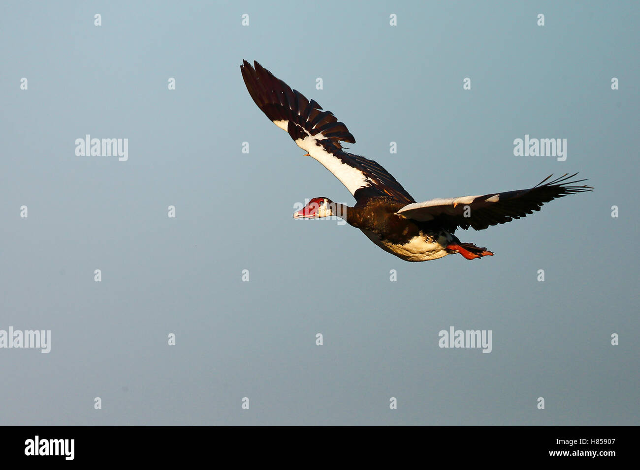Spur-winged Goose (Plectropterus gambensis) male flying, Chobe River ...