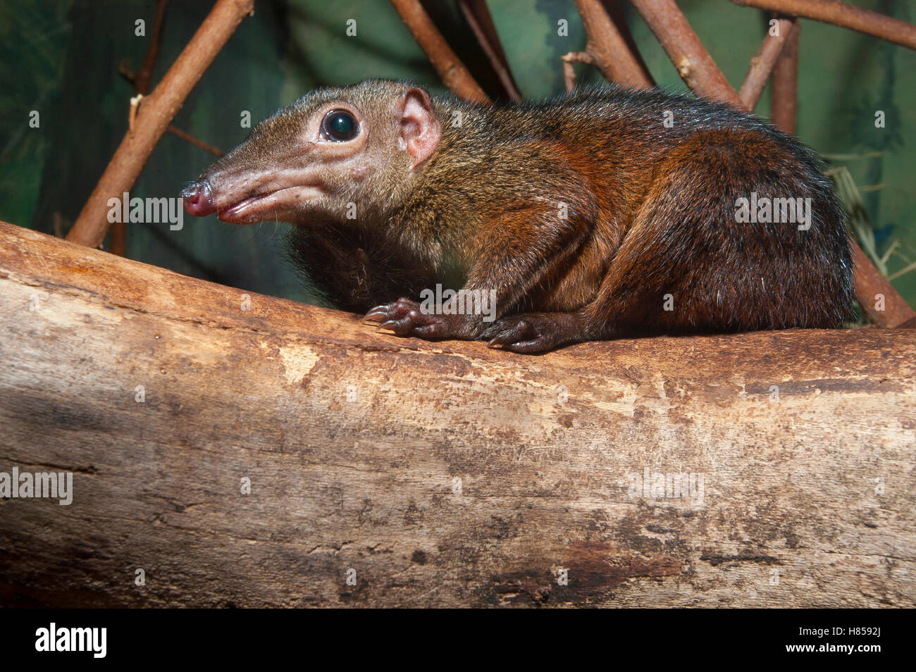 Large Tree Shrew (Tupaia tana Stock Photo - Alamy