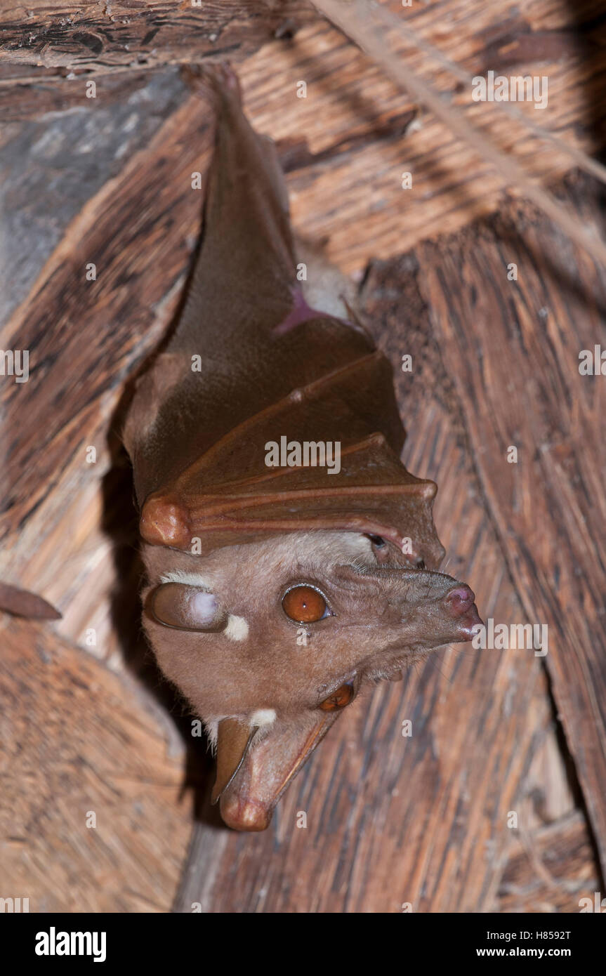 Gambian Epauletted Fruit Bat (Epomophorus gambianus), Makasutu Cultural ...