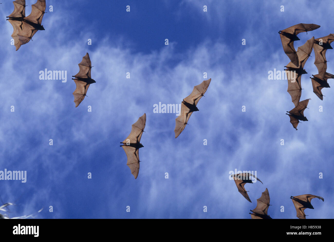 Little Red Flying Fox (Pteropus scapulatus) group flying overhead Stock ...