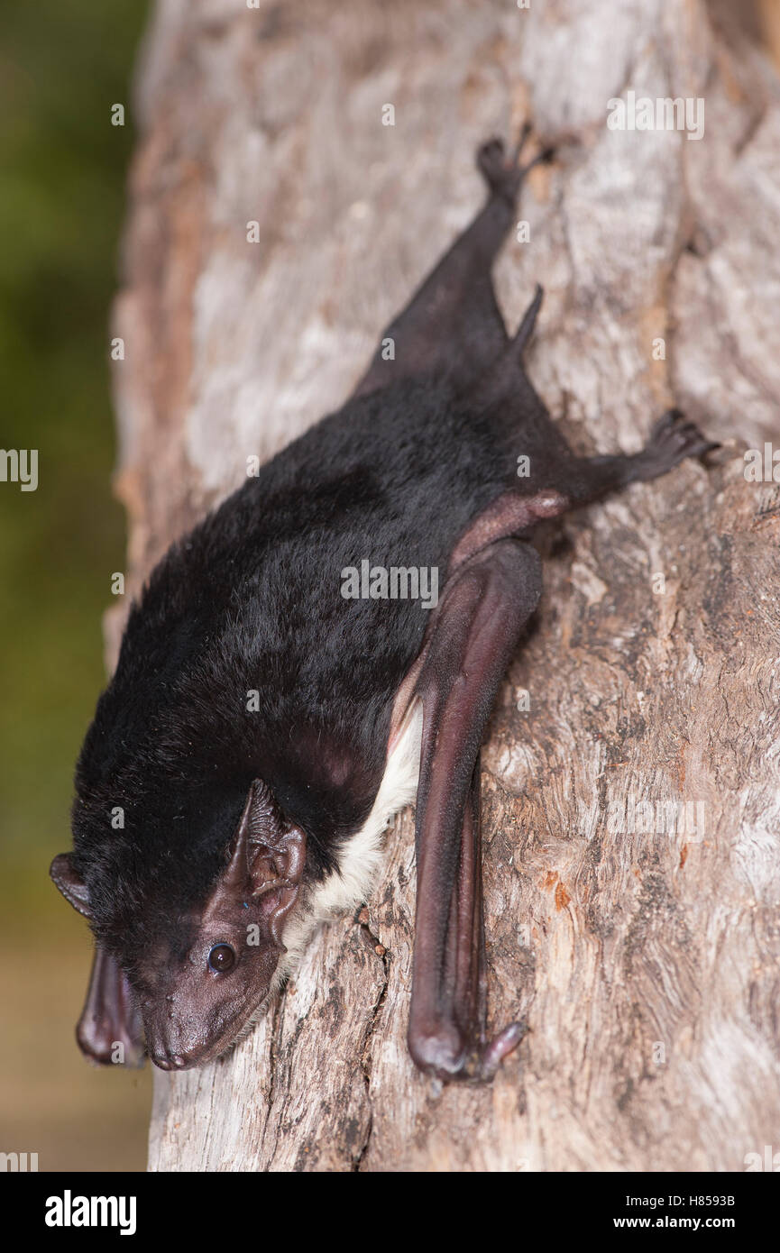 Yellow-bellied Pouched Bat (Saccolaimus flaviventris), Tolga Bat ...